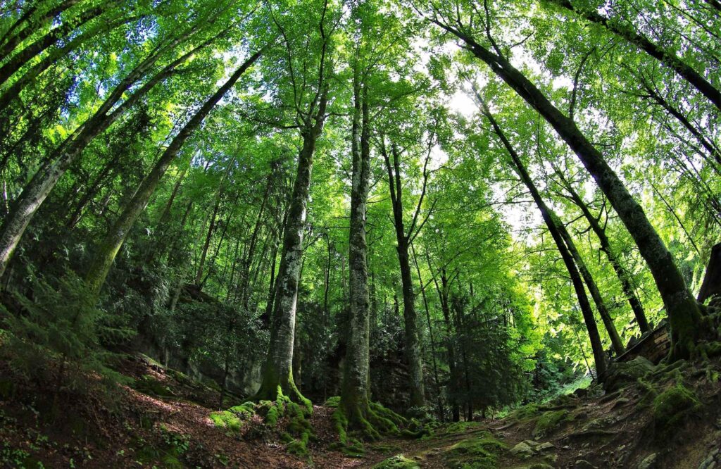 Quais os tipos de fatores abióticos e como afetam o meio ambiente