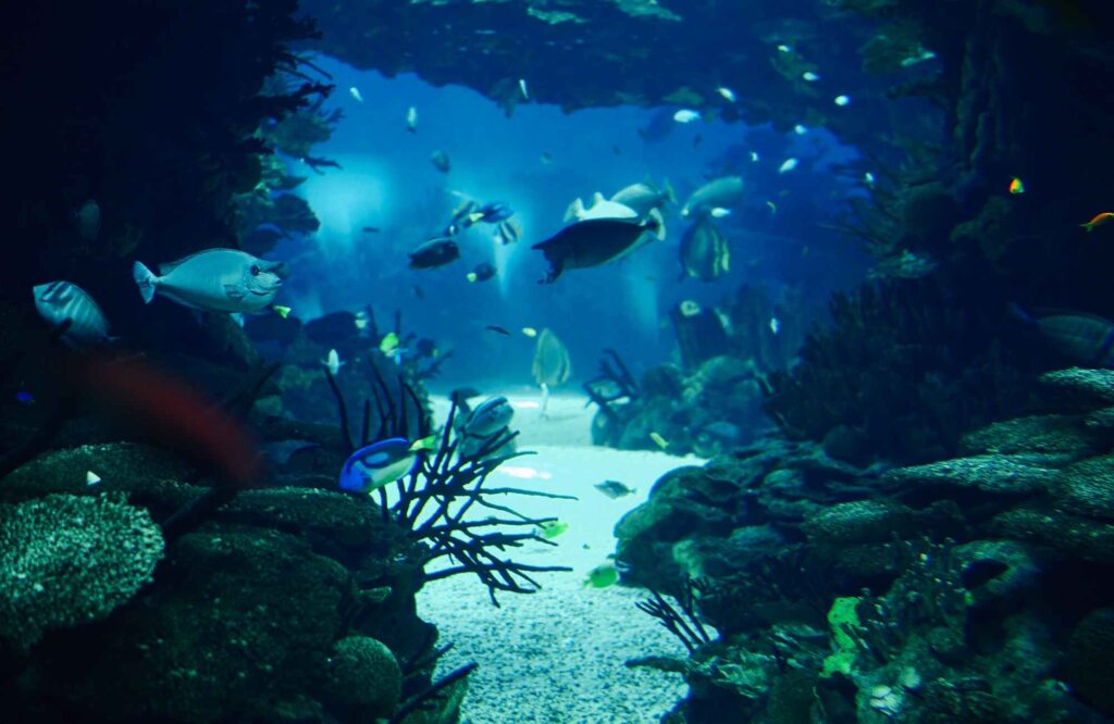 O que é zona abissal e quais os habitantes dela?