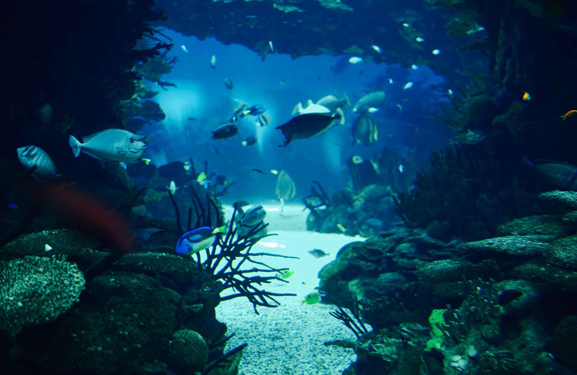 O que é zona abissal e quais os habitantes dela?